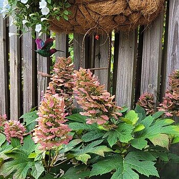 Dwarf Oakleaf Hydrangea Ruby Slippers