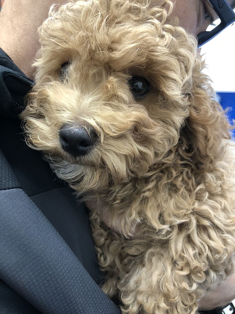 PuppySpot Reviews | PuppySpot