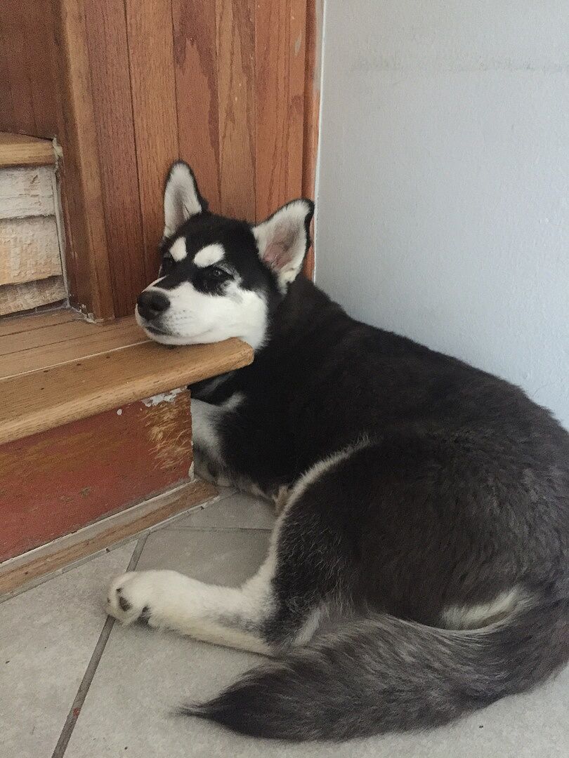 PuppySpot Reviews | PuppySpot