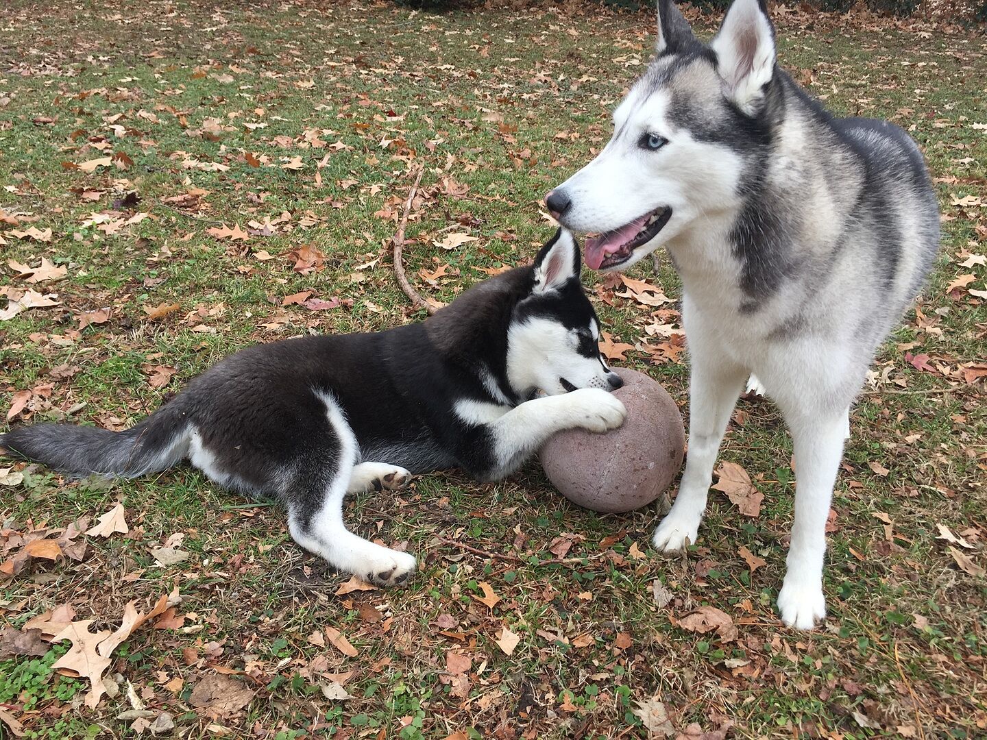 PuppySpot Reviews | PuppySpot