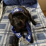Dog Yarmulke and Tallis Set | ModernTribe - Stylish Judaica for Cool Jews