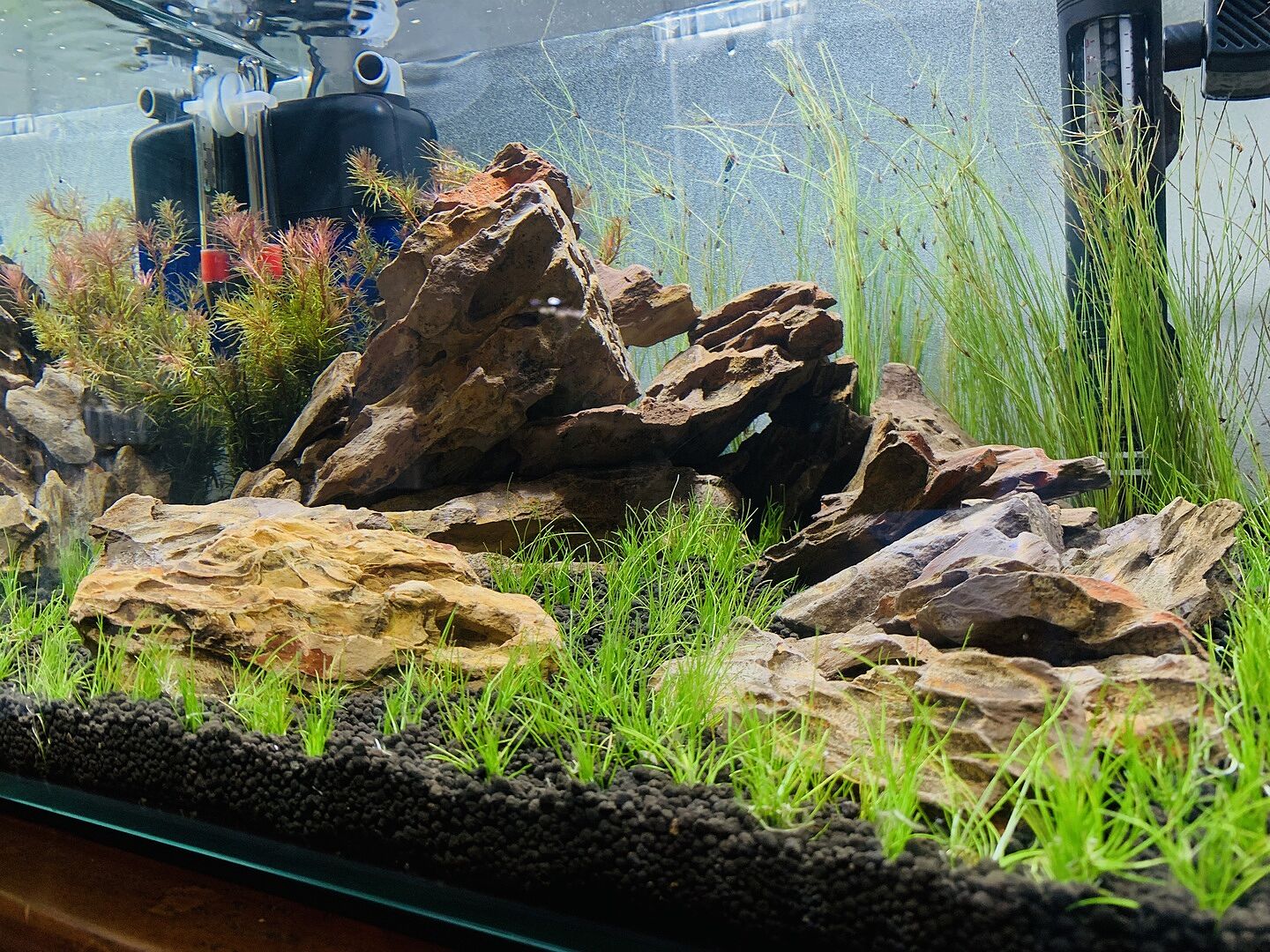 Eleocharis Parvula Mini Dwarf Hair Grass Tissue Culture Aquatic Plant ...