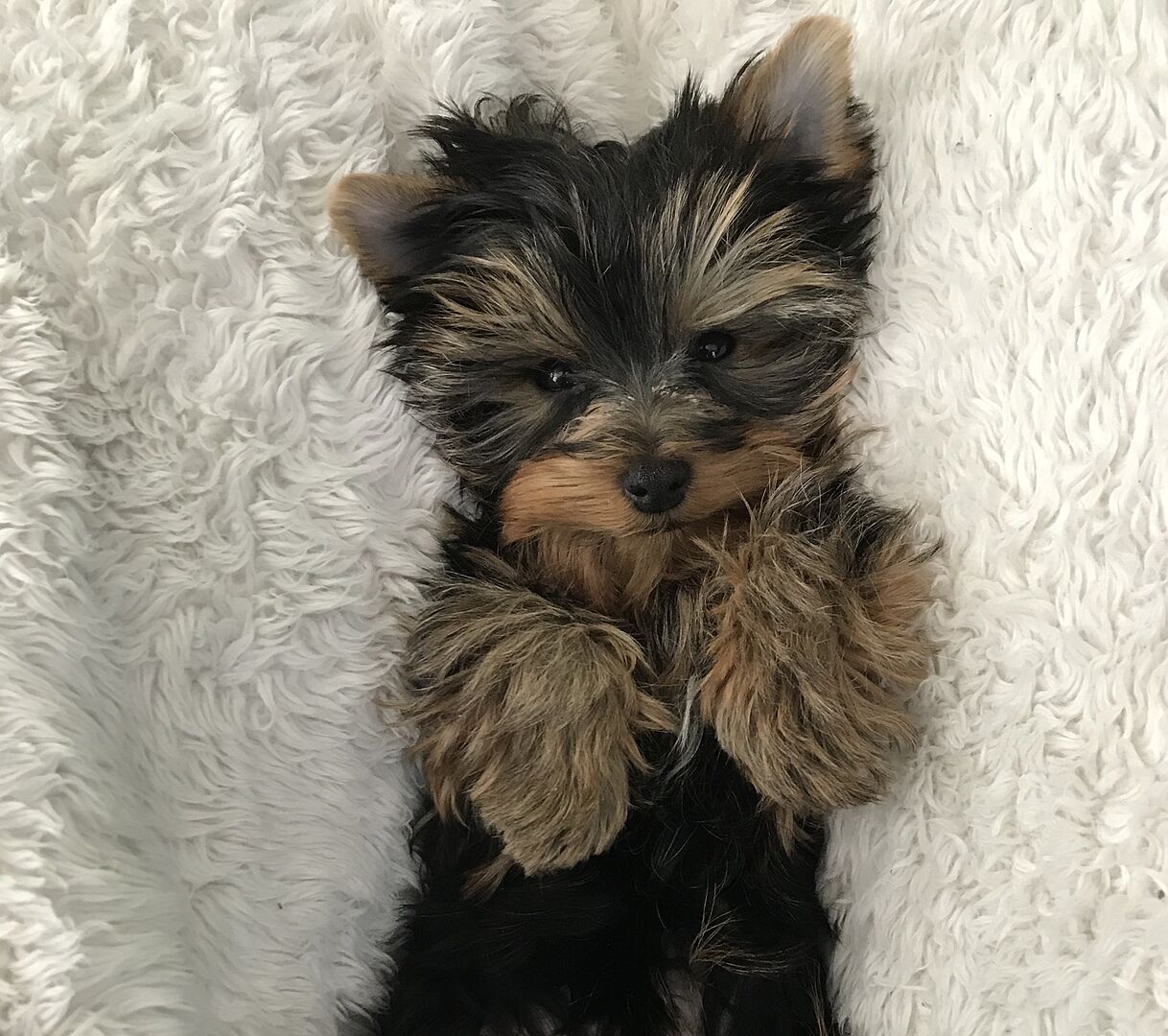 PuppySpot Reviews | PuppySpot