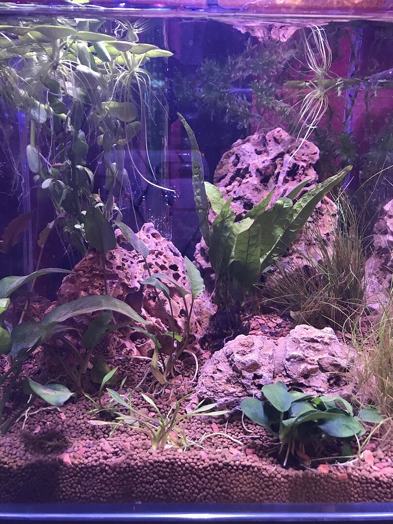 Cube Aquarium Tank Starter Kit – Glass Aqua