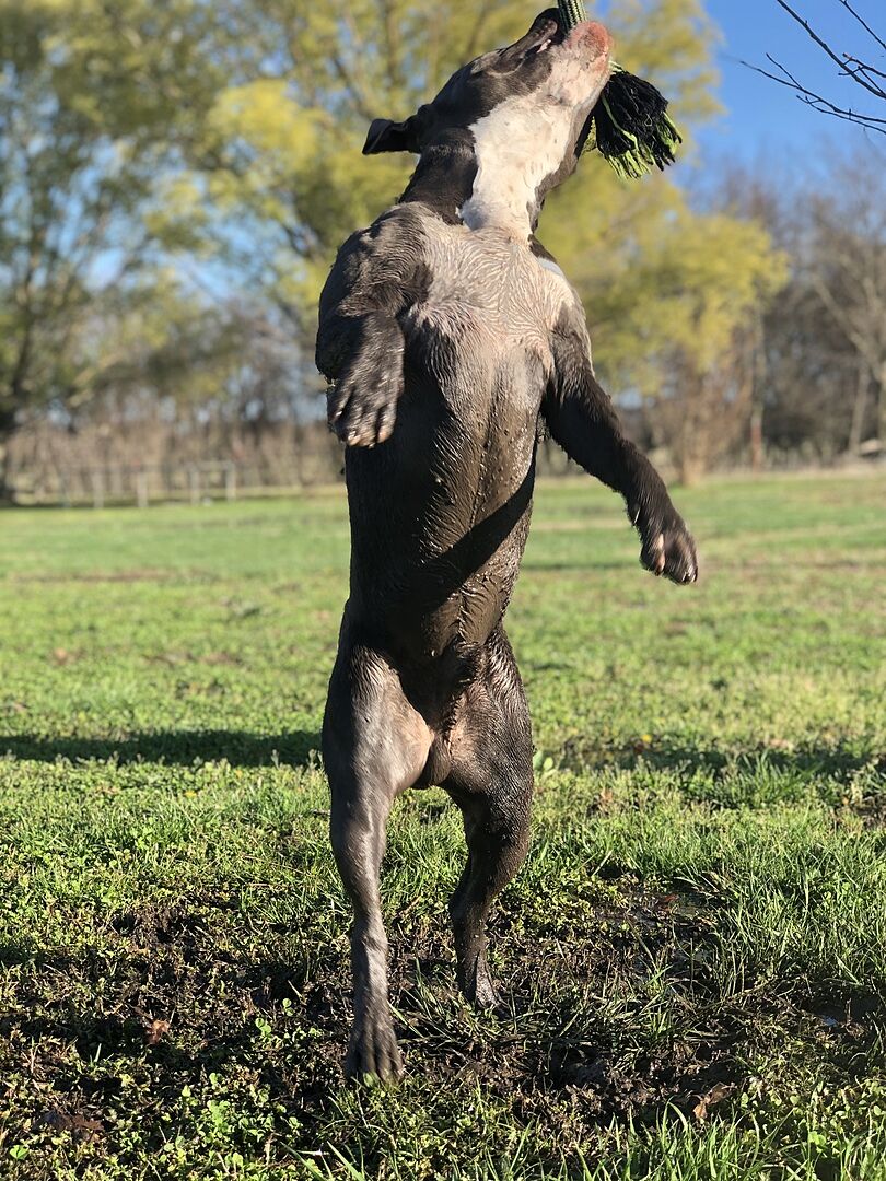 Bully Max® Muscle Builder | Weight Gain Supplements for Dogs - Bully Max