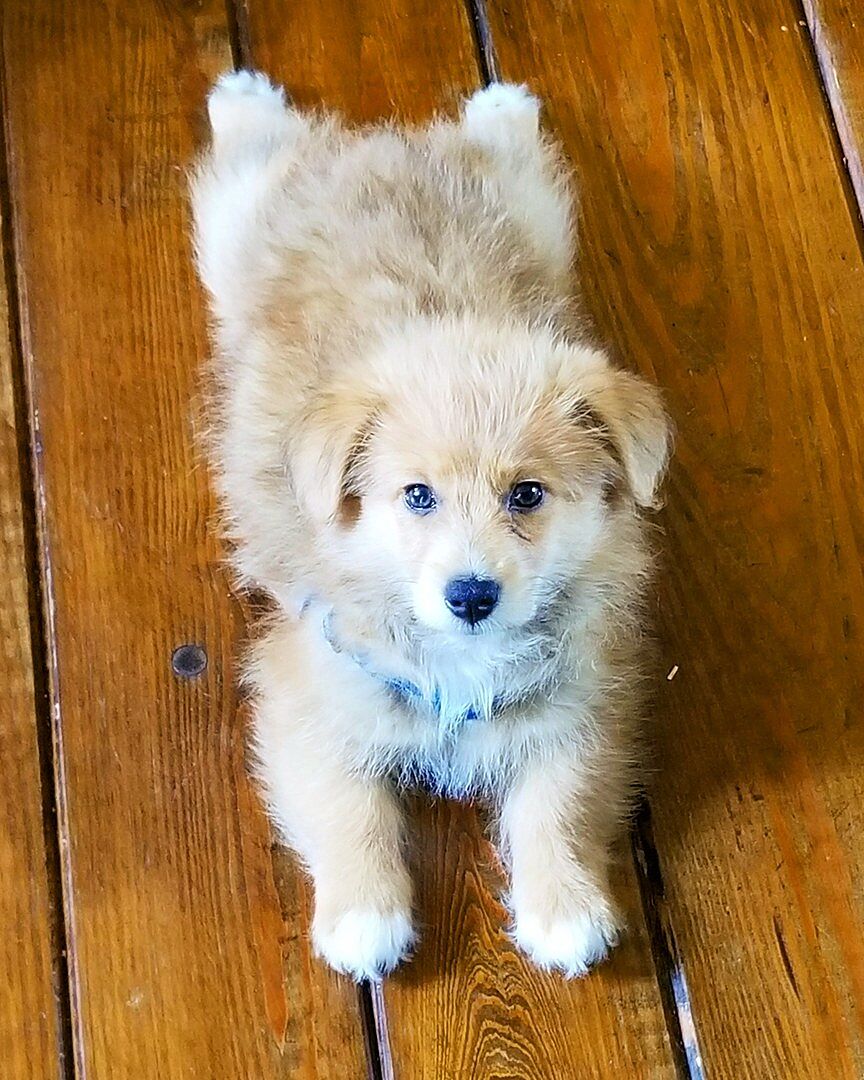 Corgipoo Puppies for Sale | PuppySpot