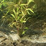 Limnophila Aromatica Live Aquatic Plant – Glass Aqua