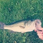 Trench Hawg 6" – Googan Squad