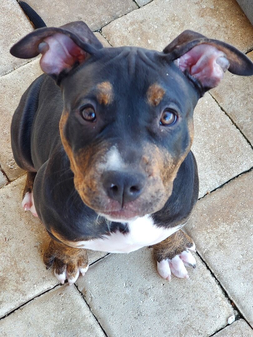 Bully Max® Nutrition Plans | Best Dog Food for Pitbulls - Bully Max