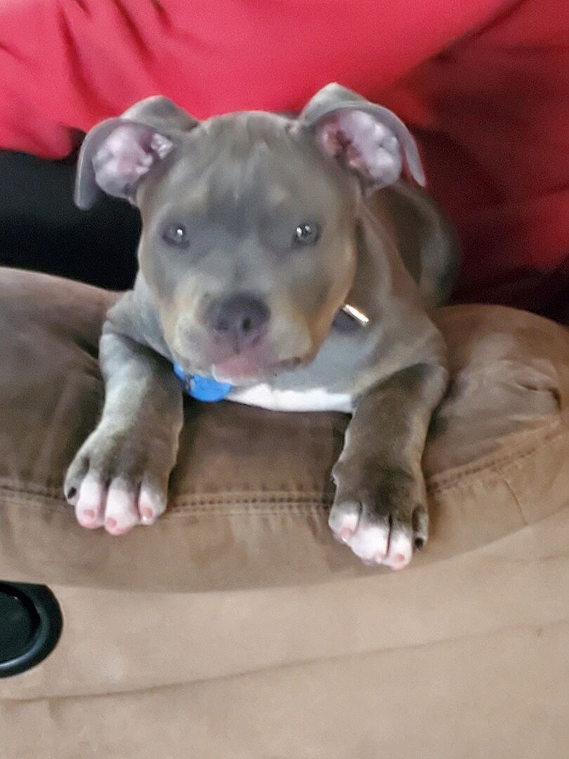 Bully Max® Nutrition Plans | Best Dog Food for Pitbulls - Bully Max