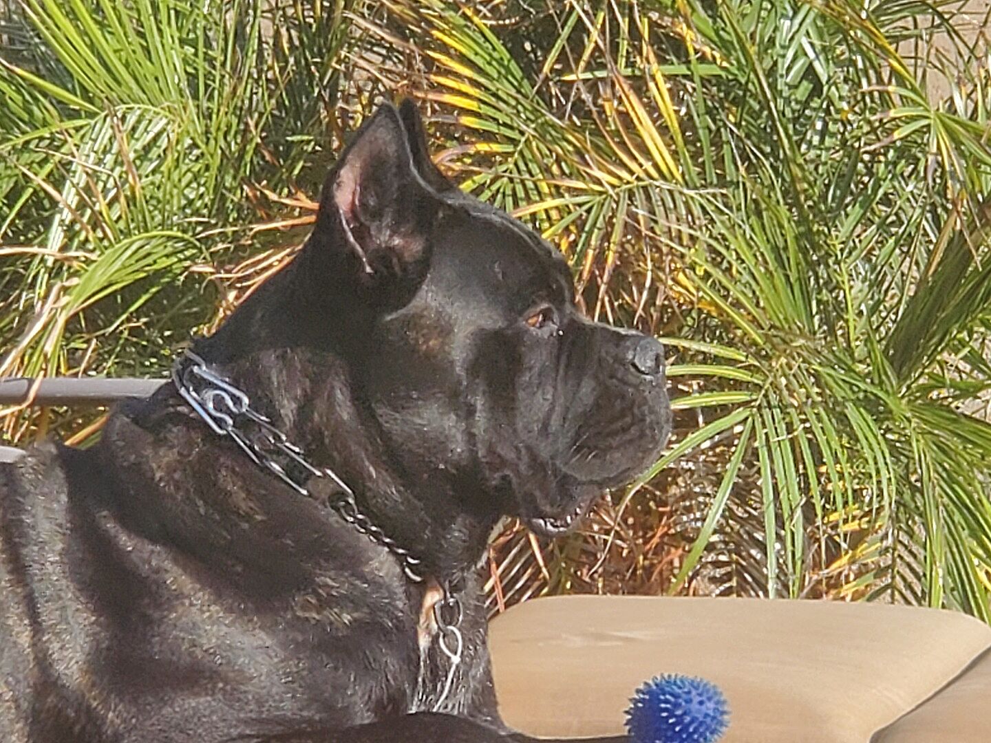 Dog Protein | Bully Max PRO Series Muscle Gain Supplement Chews - Bully Max