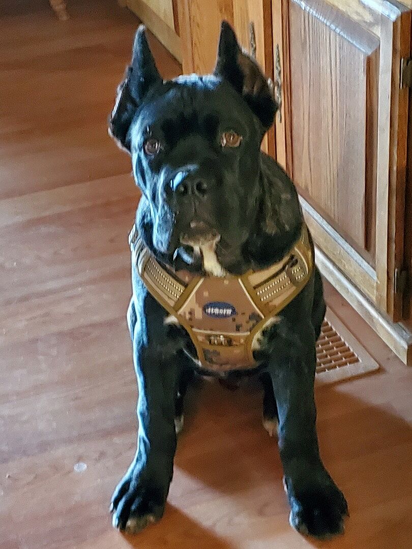 Dog Protein | Bully Max PRO Series Muscle Gain Supplement Chews - Bully Max