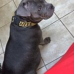 Dog Protein | Bully Max PRO Series Muscle Gain Supplement Chews - Bully Max