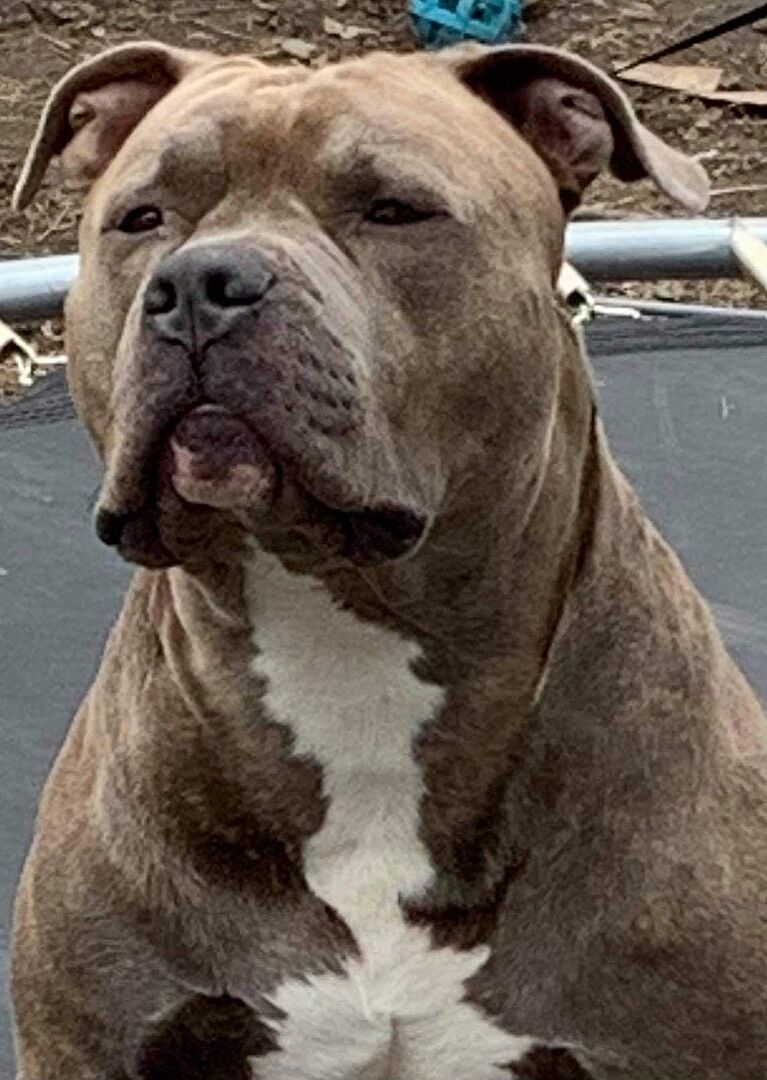 Bully Max Dog Food and Supplement Combo Pack | Supplement stack for ...