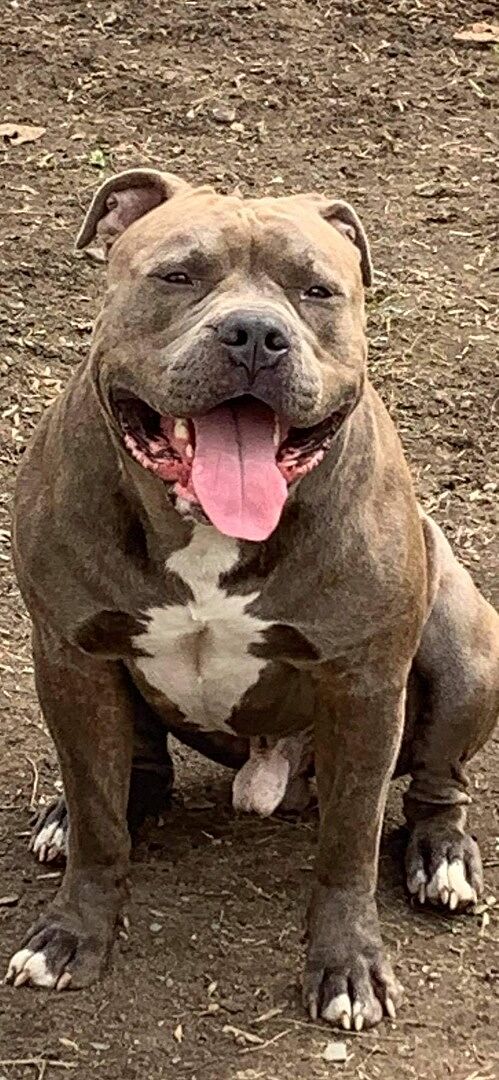 Bully Max Dog Food and Supplement Combo Pack | Supplement stack for ...