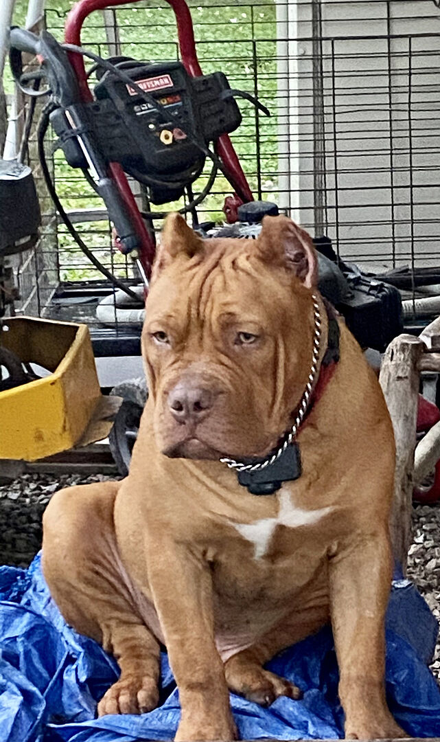 Bully Max® Nutrition Plans | Best Dog Food for Pitbulls - Bully Max