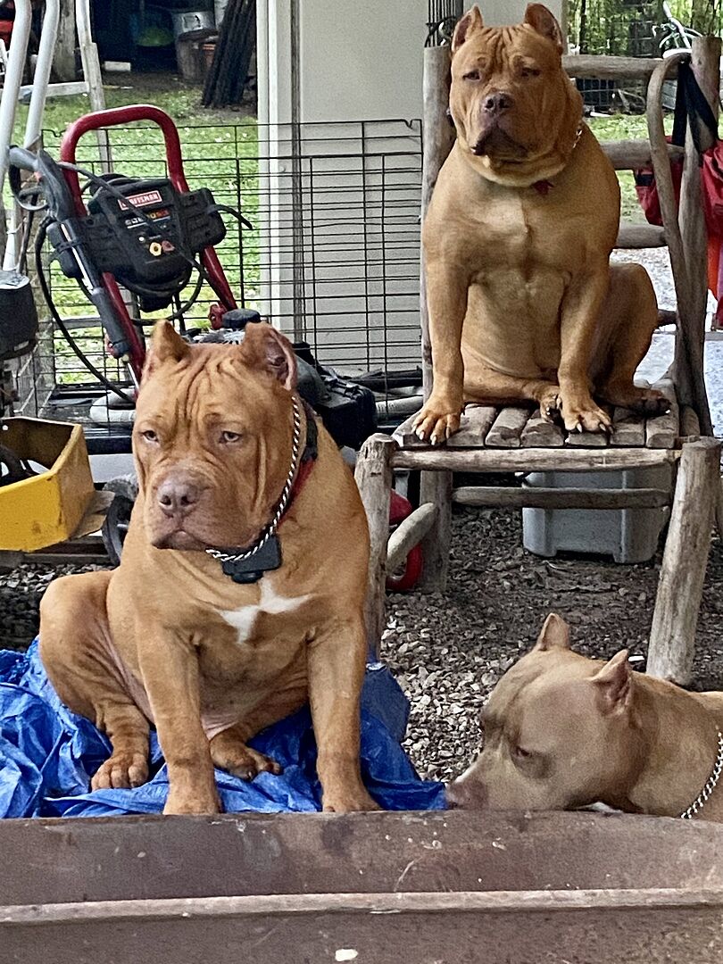 Bully Max Dog Food and Supplement Combo Pack | Supplement stack for ...