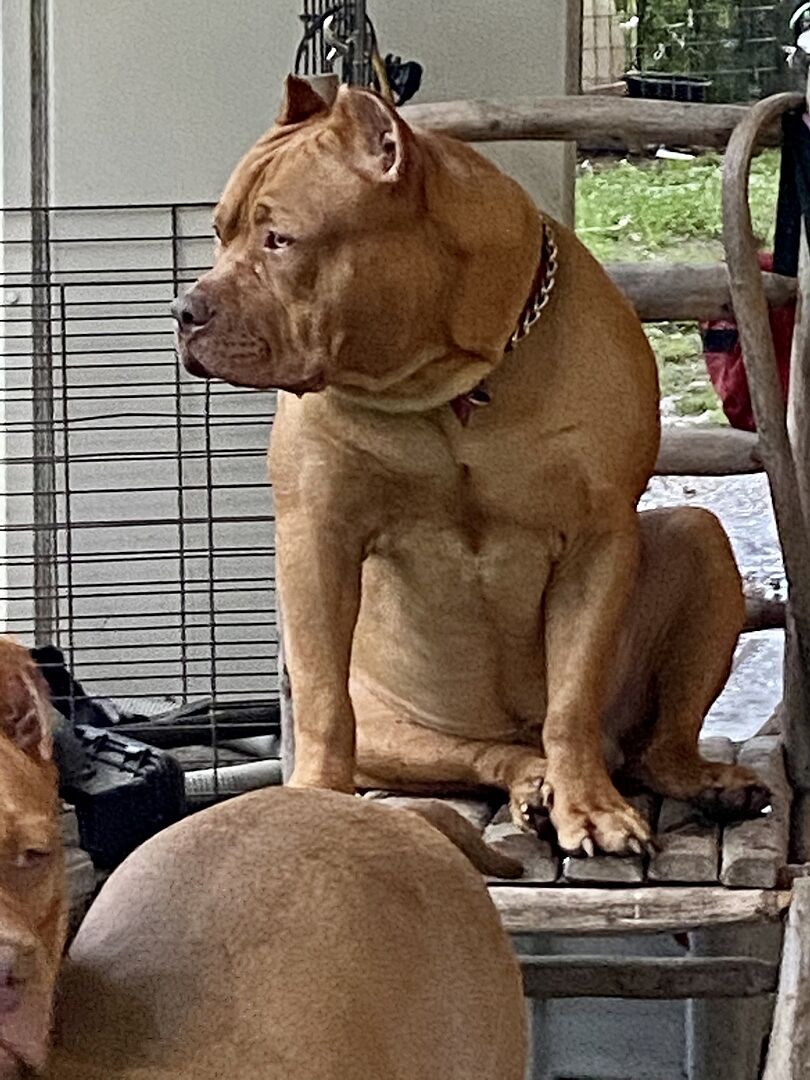 Bully Max® Nutrition Plans | Best Dog Food for Pitbulls - Bully Max