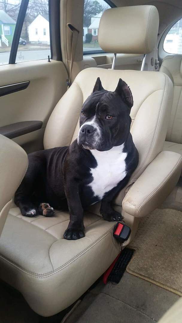 Bully Max® Nutrition Plans | Best Dog Food for Pitbulls - Bully Max