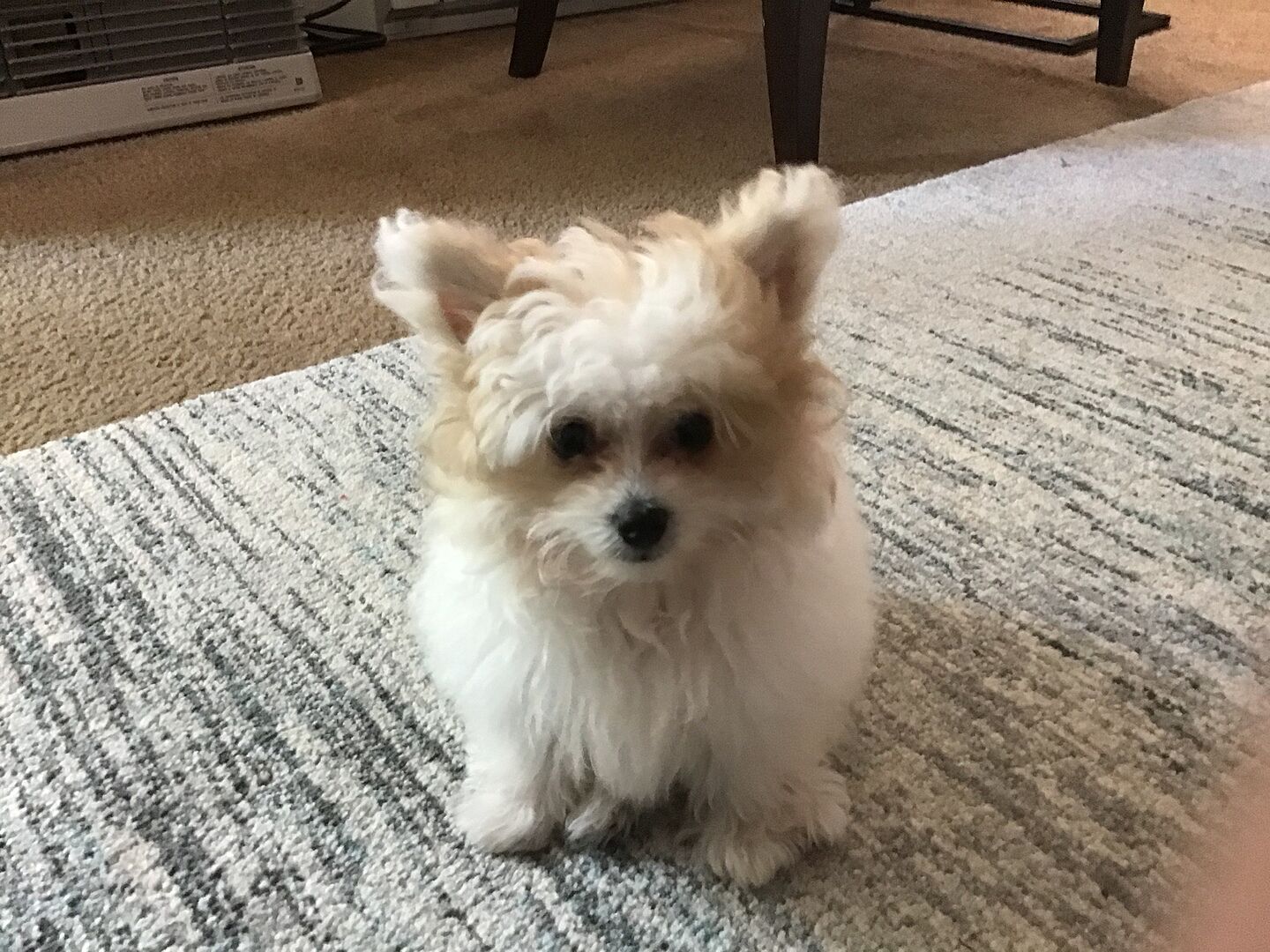 Pomapoo Breed Facts, Information, and Characteristics | PuppySpot