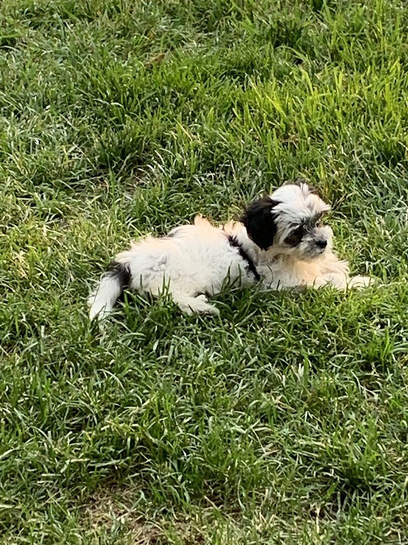 Coton de Tulear Puppies for Sale - Black, White, Tri Color +More ...
