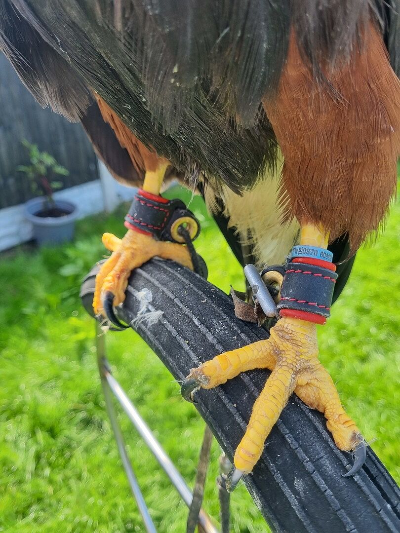 Falconry Jesses UK | Permanent Falconry Jesses - A Clarke Falconry UK