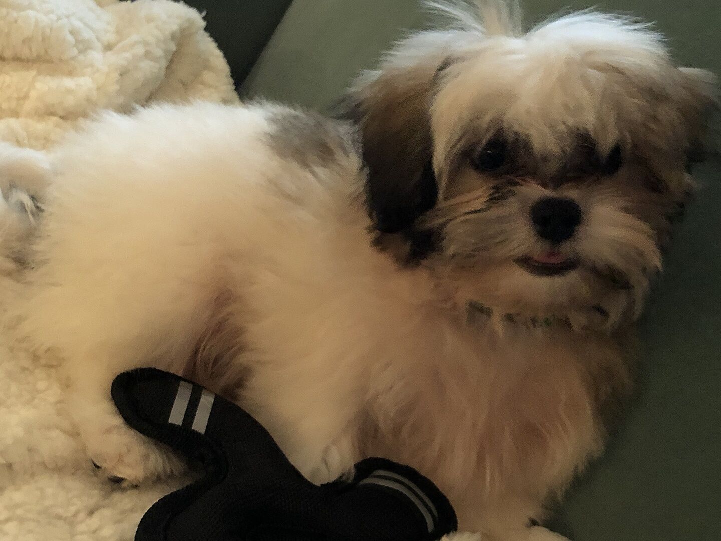 Mal-Shi Puppies for Sale | PuppySpot