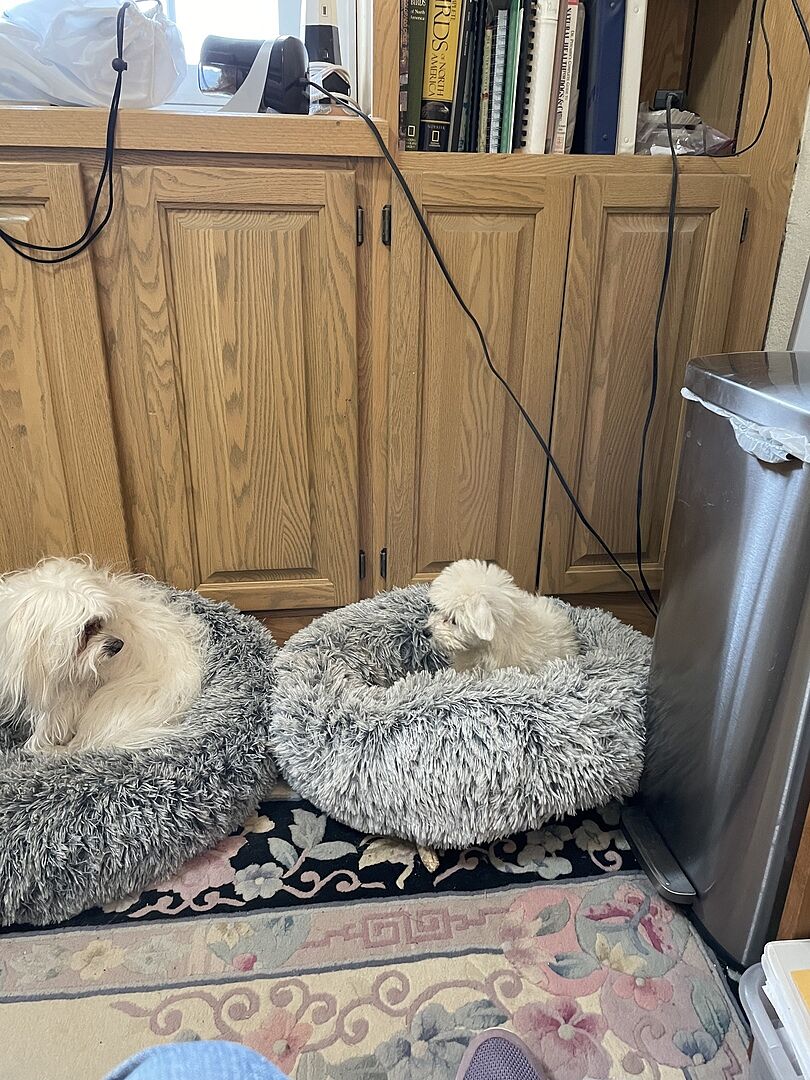 Coton de Tulear Puppies for Sale - Black, White, Tri Color +More ...