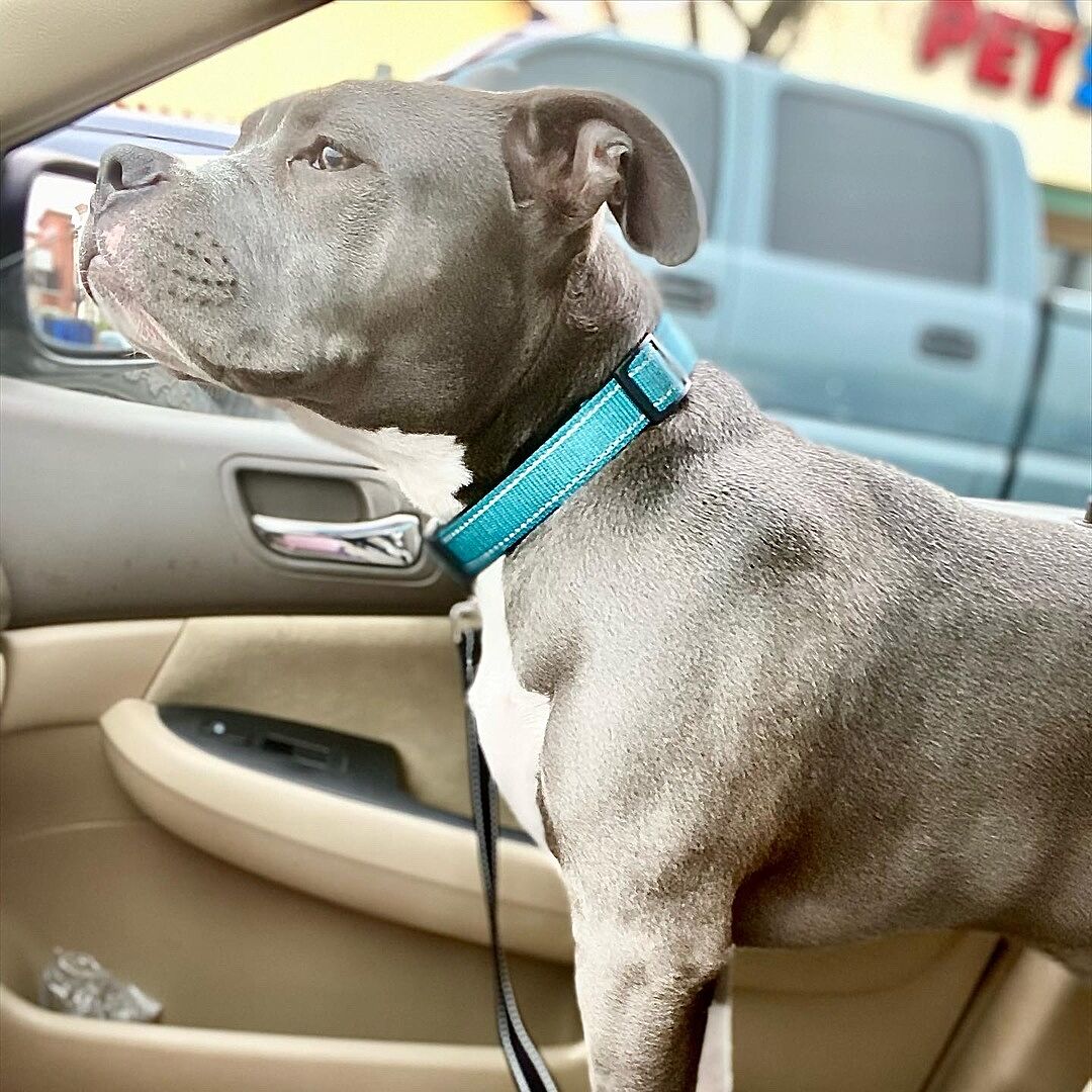 Bully Max® Muscle Builder | Weight Gain Supplements for Dogs - Bully Max