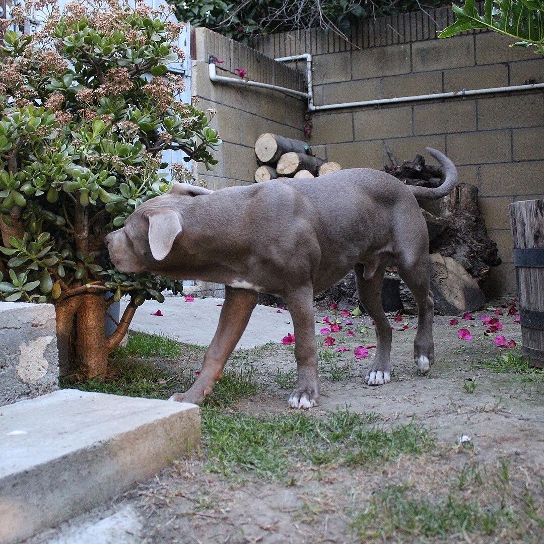 Bully Max® Muscle Builder | Weight Gain Supplements for Dogs - Bully Max