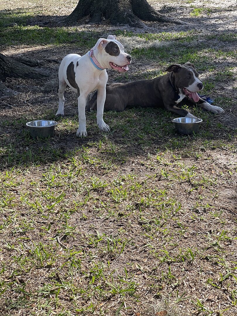 Bully Max® Nutrition Plans | Best Dog Food for Pitbulls - Bully Max