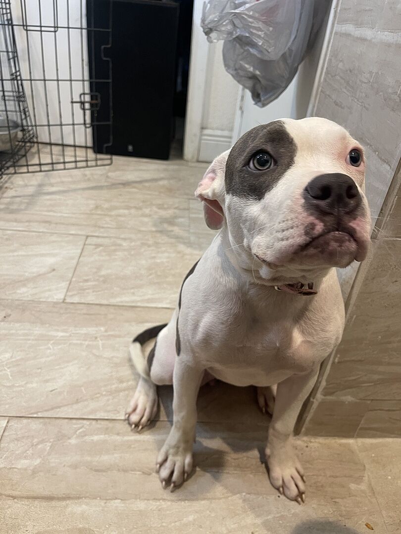 Bully Max® Nutrition Plans | Best Dog Food for Pitbulls - Bully Max