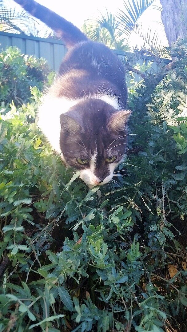 PetPost Australia | PetPost | Australia's Leading Pet Brands, Always at ...