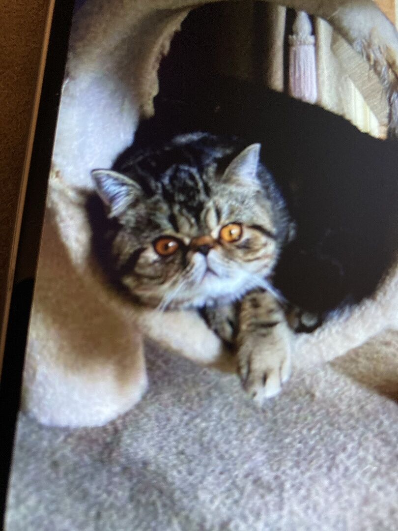 PetPost Australia | PetPost | Australia's Leading Pet Brands, Always at ...