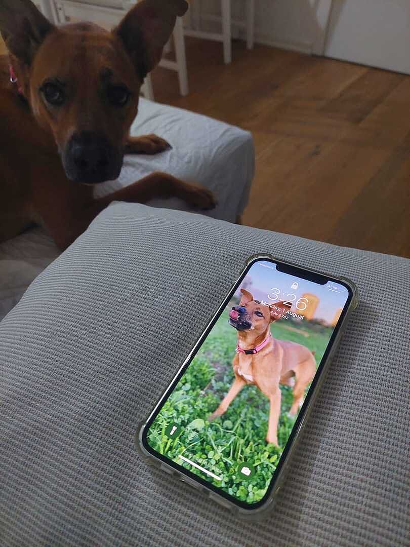 me from all the dangerous emf s i was also so happy to receive it only ...