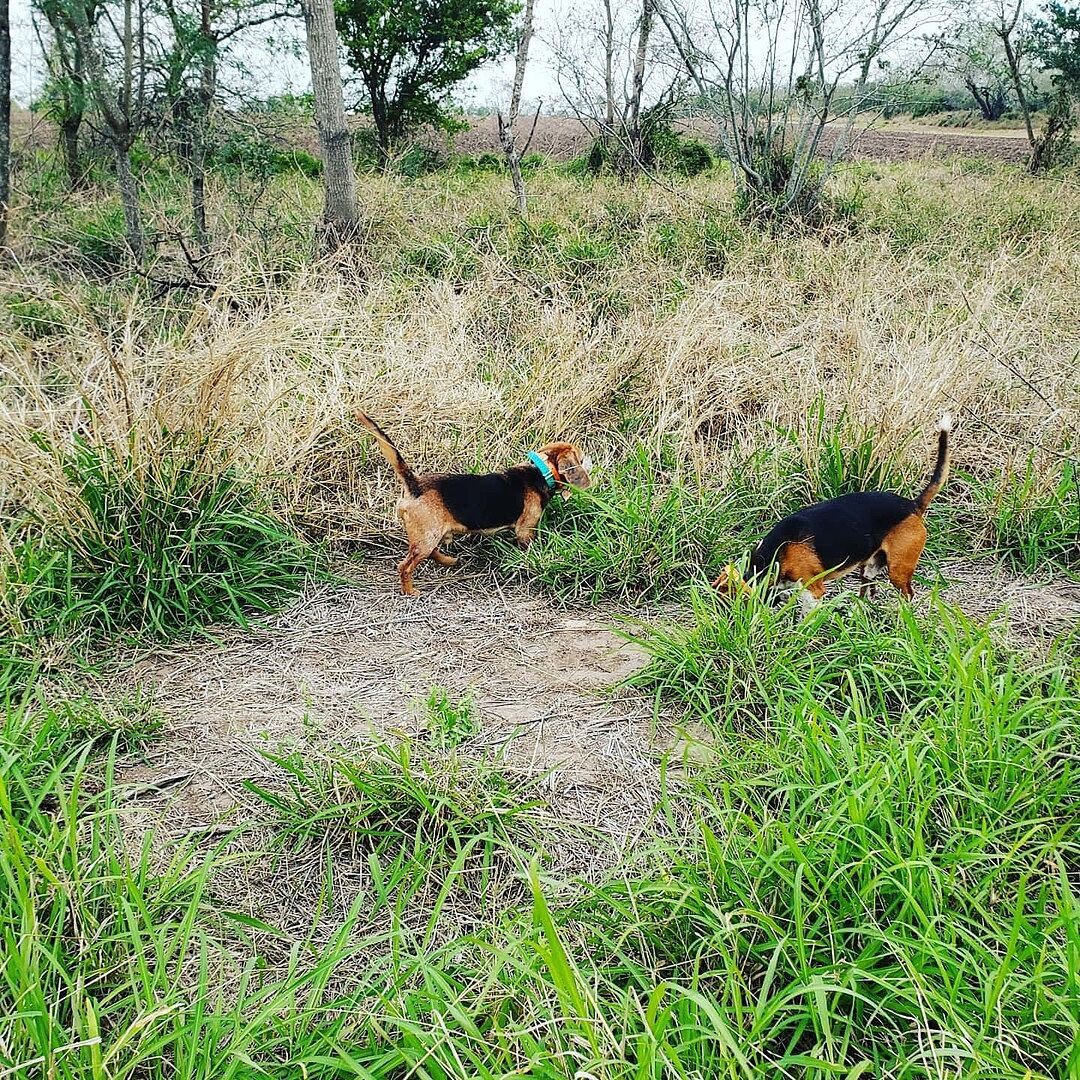 B&P Dove & Quail Shotshells- 28 ga 2-3/4 In 15/16 oz #6 1300 fps 25/ct