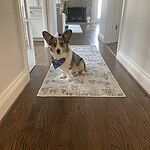 Winter Toile Blue Rug