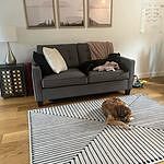 Jonathan Adler Inkdrop Black & Ivory Rug