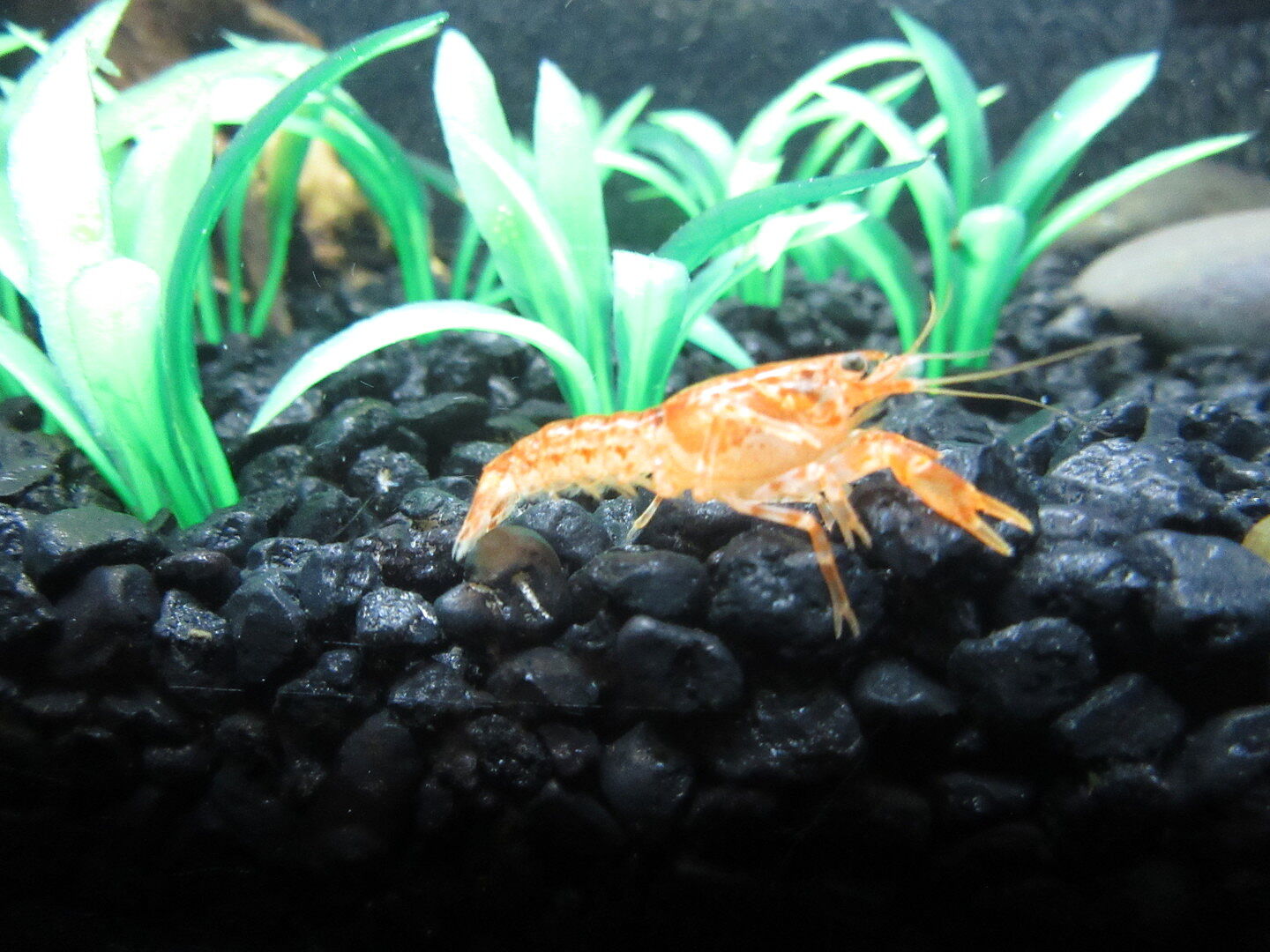 Cherry Red Shrimp Pictures