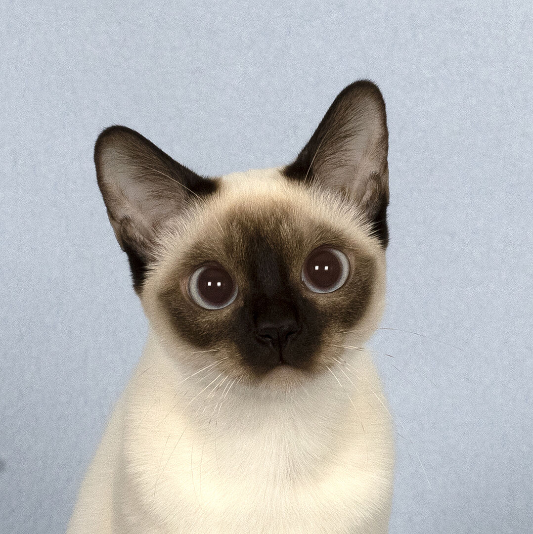 Find | Pure Cravings