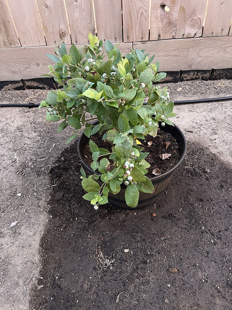 Bountiful Blue Blueberry Bush