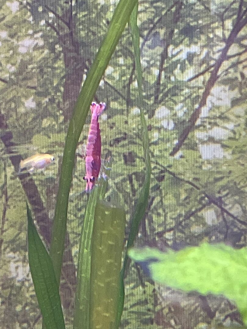 Cherry Red Shrimp Pictures