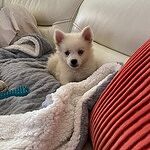 Shyanne, a Cream Female Pomsky Puppy 783266 | PuppySpot