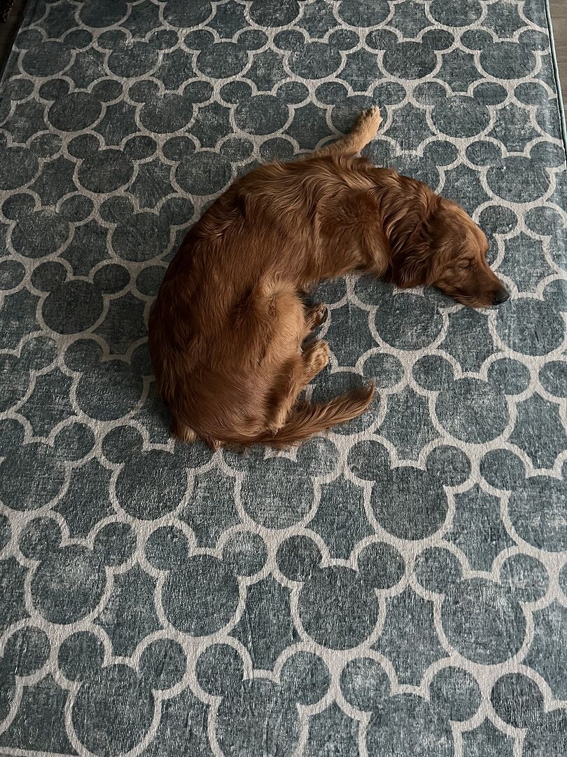 Mickey Trellis Slate Premium Rug