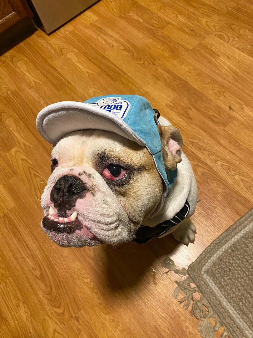 WONTON ONE CAP 2 in white and navy – Wonton Collection