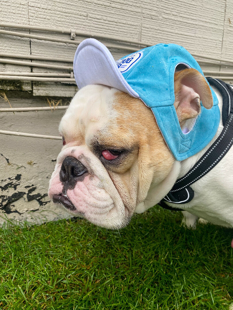 WONTON ONE CAP 2 in white and navy – Wonton Collection