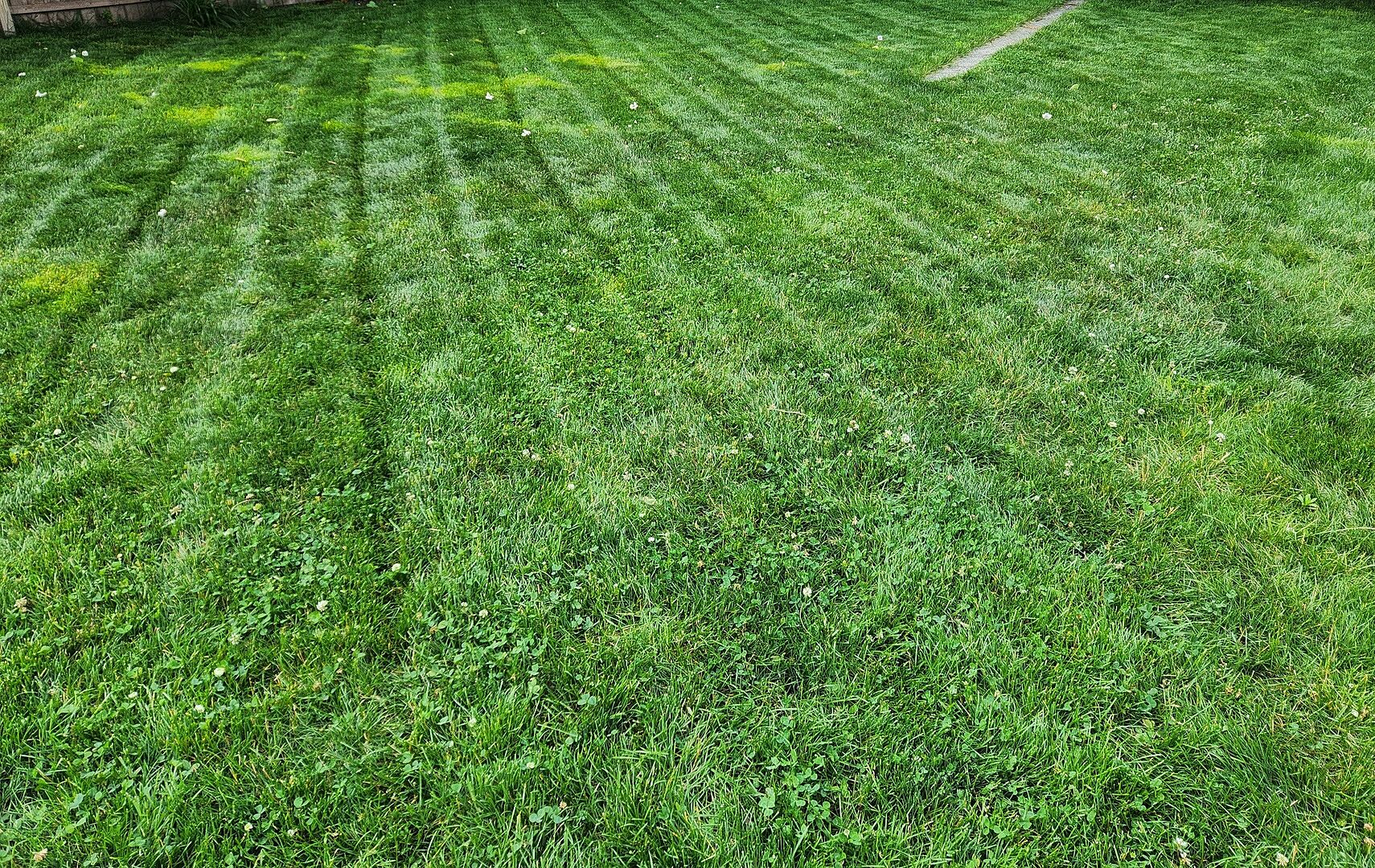 Lucky Lawn Grass Seed (2-pack) | Sunday Lawn Care