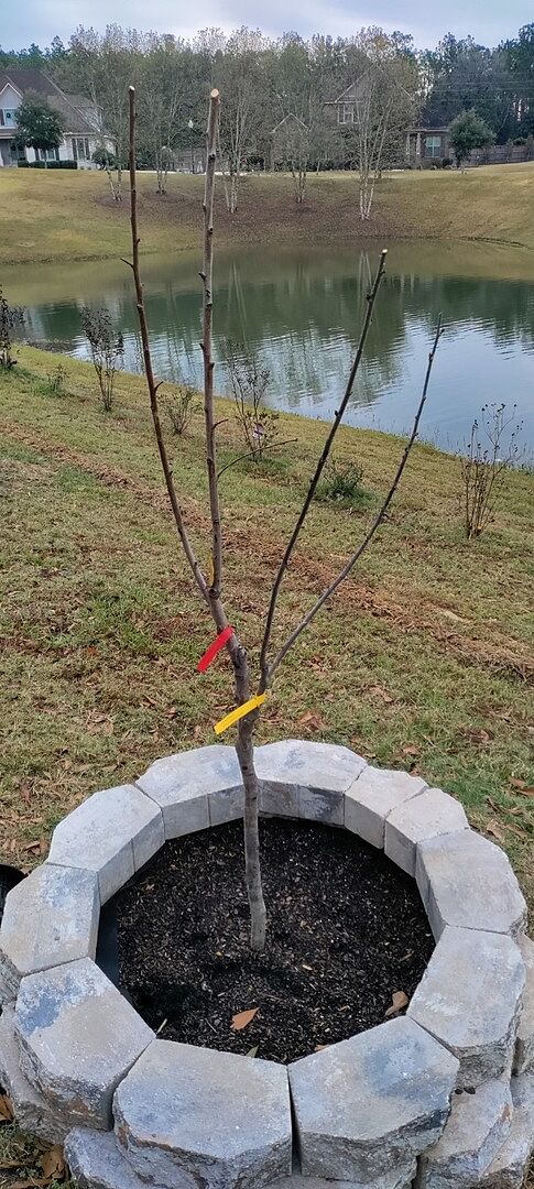 Fruit Cocktail Trees for Sale | FastGrowingTrees.com