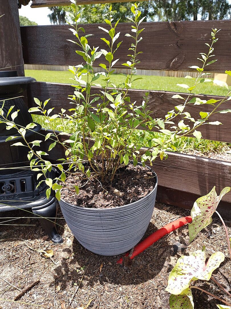 Goji Berry Trees for Sale | FastGrowingTrees.com