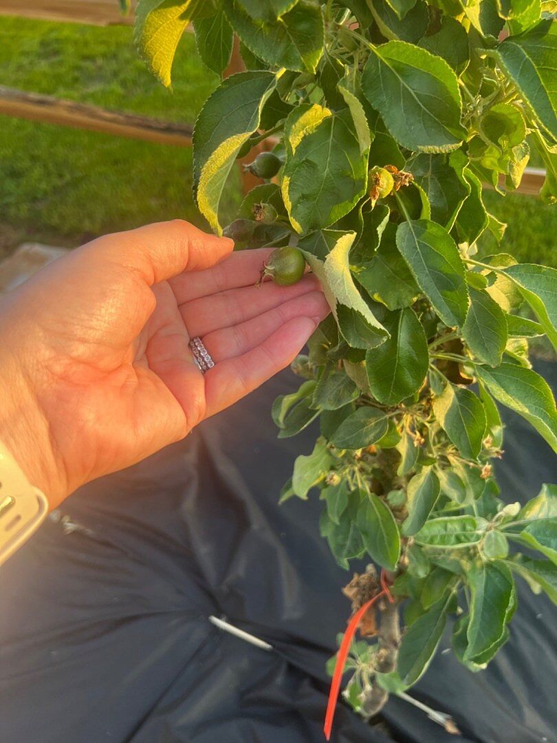 Tangy Green™ Columnar Apple Trees for Sale | FastGrowingTrees.com